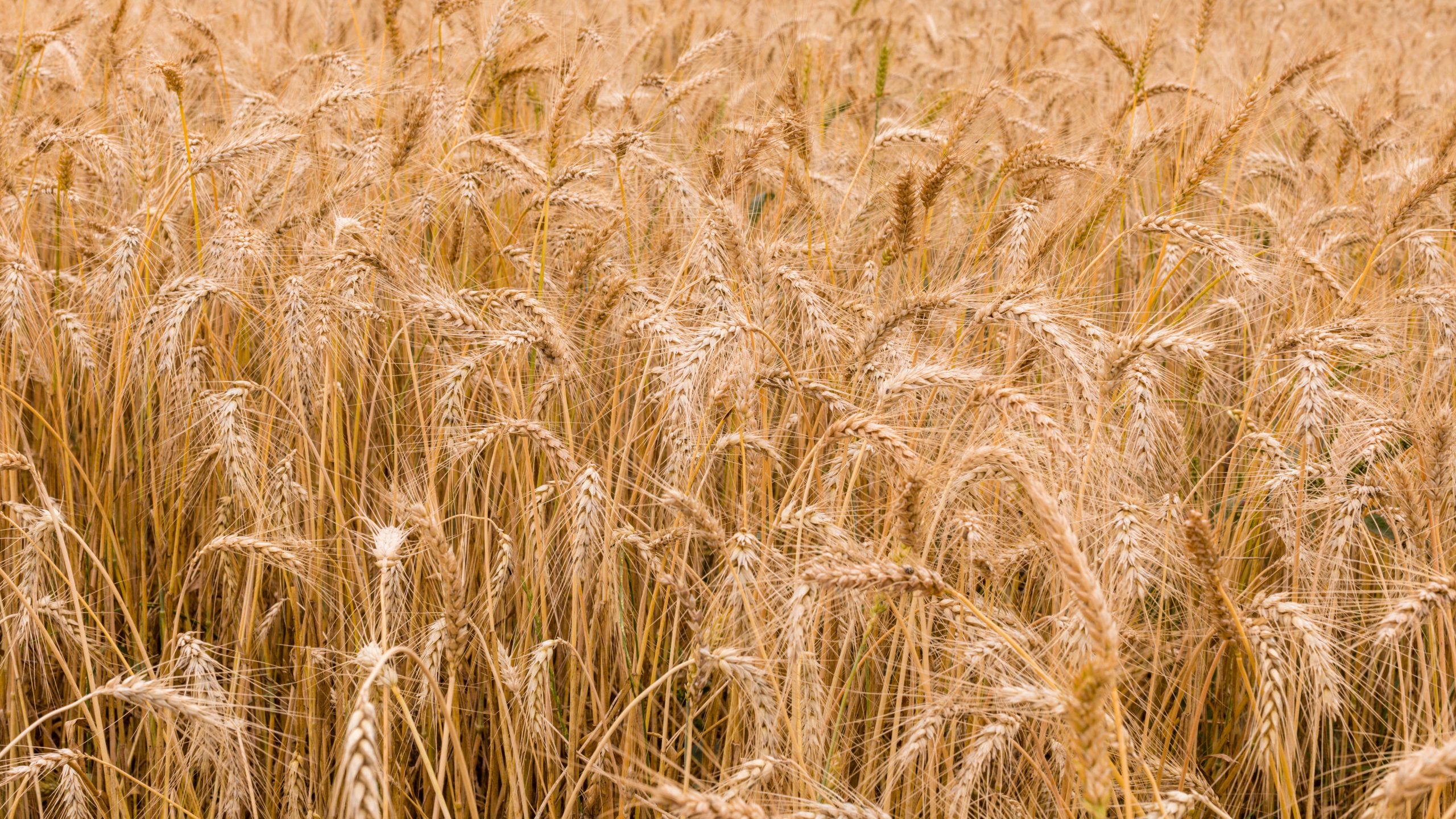 FAO : Hausse mondiale des prix alimentaires - Le Monde en Commun FAO : Hausse mondiale des prix alimentaires - Le Monde en Commun